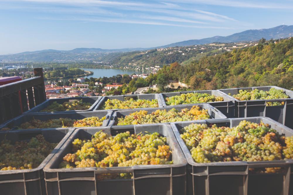 A gastronomic tour of Northern Rhone | Taste of France®