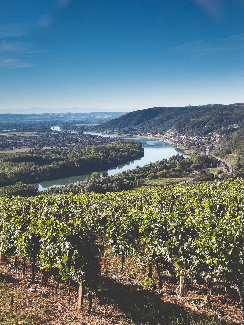 A gastronomic tour of Northern Rhone | Taste of France®